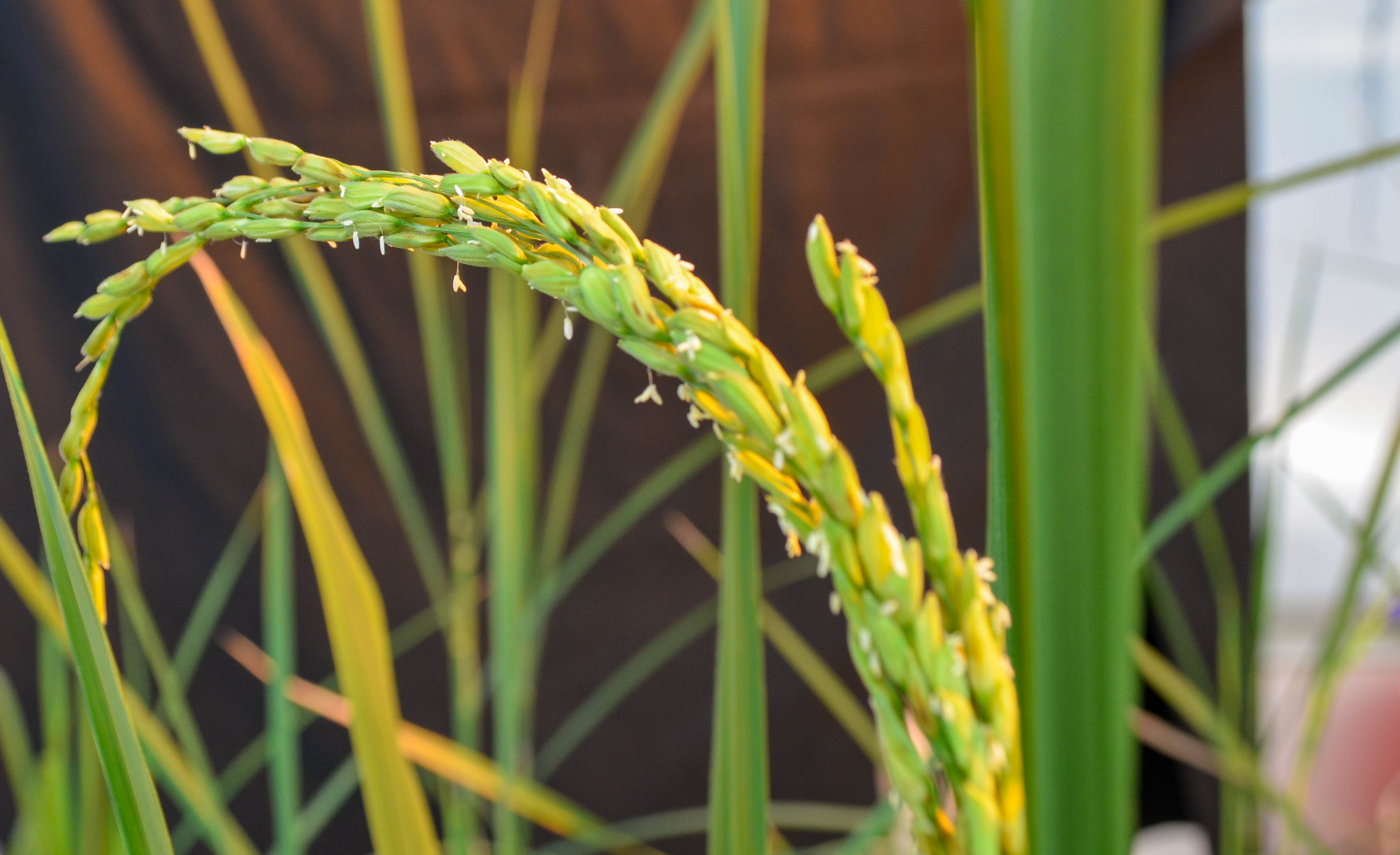 ISRFG2023 | 20th International Symposium of Rice Functional Genomics